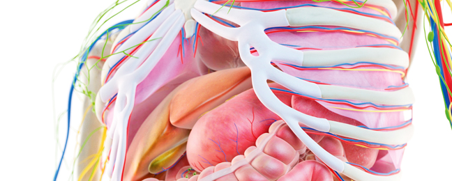 Mózg brzuszny - Charaktery - magazyn psychologiczny